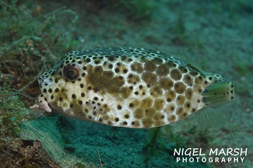 Sorting the Boxfishes